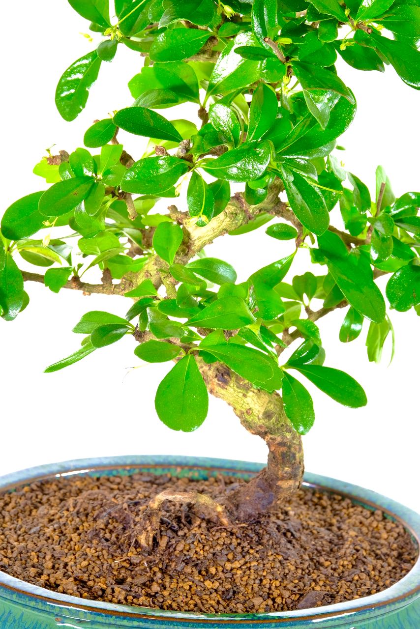 Extremely Curvaceous and Artistic Flowering Fukien Tea Tree UK