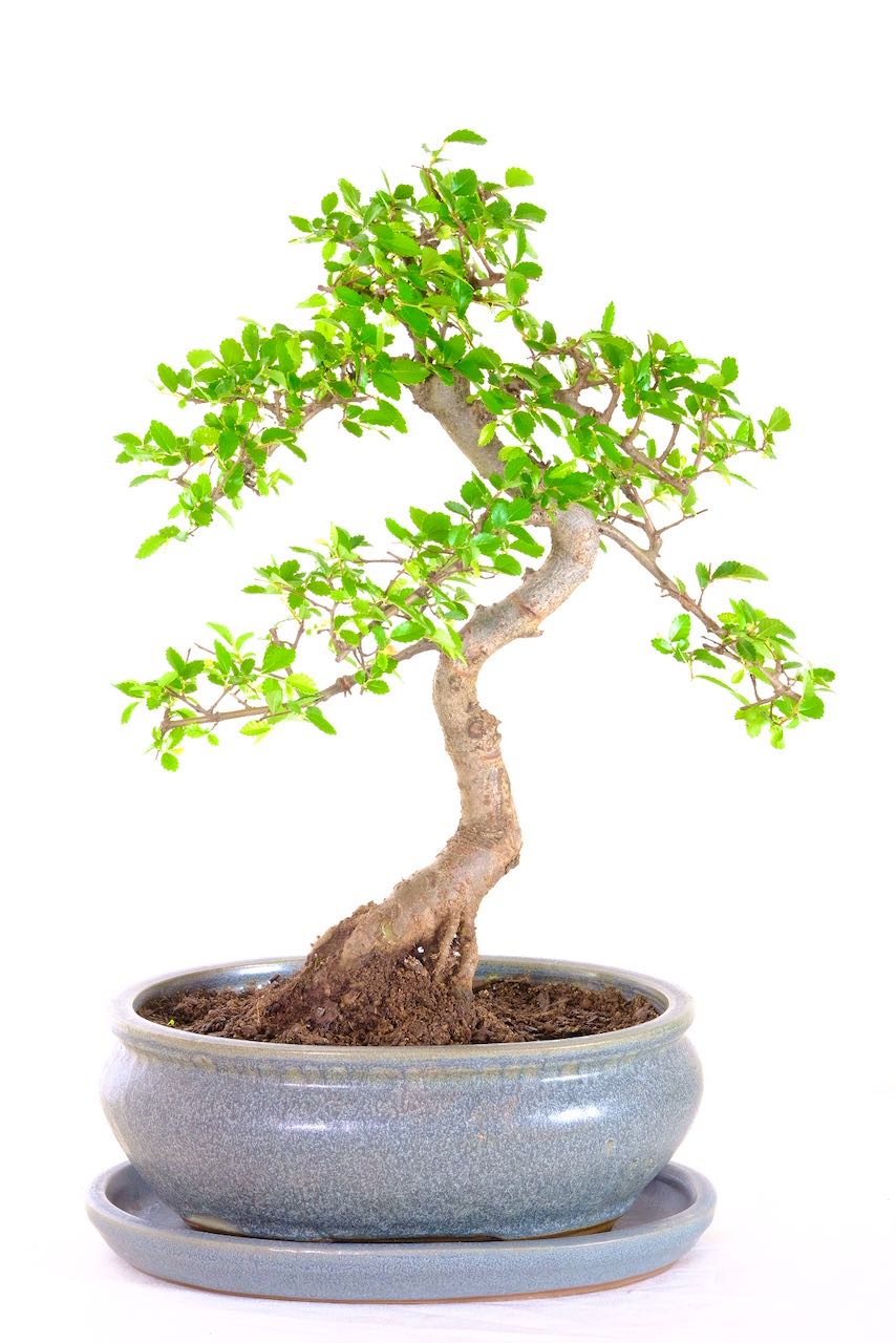 Twisty Chinese Elm Bonsai with Lovely Trunk Features UK