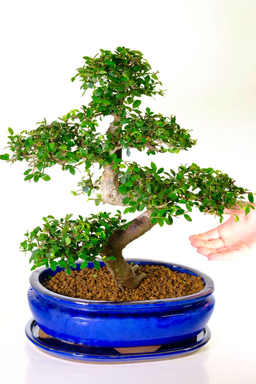 Large Contorted Bonsai with Serpentine Trunk | Chinese Elm