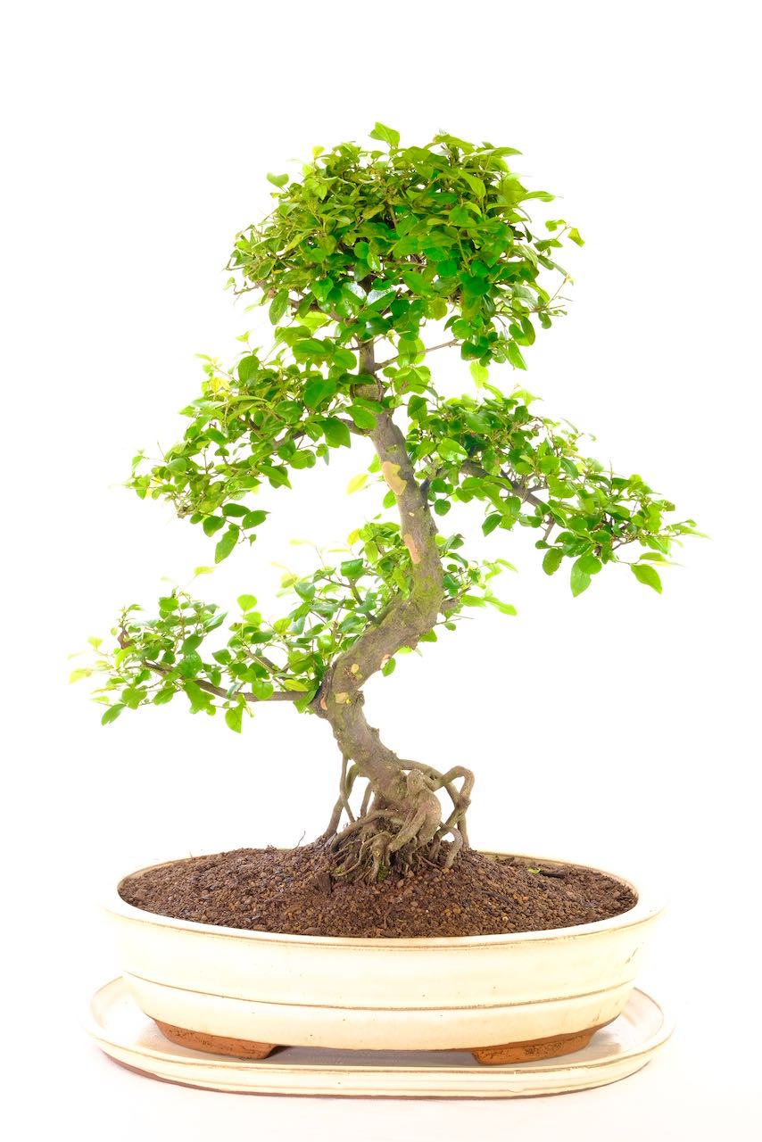 Spectacular Indoor Fruiting Sweet Plum with Characteristic Trunk