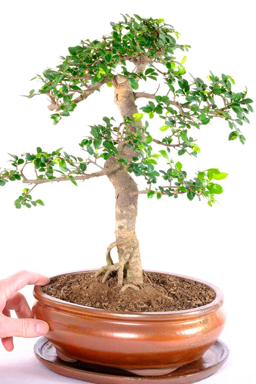 Craggy and Characteristic Large Indoor Chinese Elm Bonsai UK