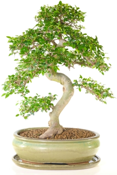 Big Bonsai Trees - Best Large Specimen Bonsai Trees