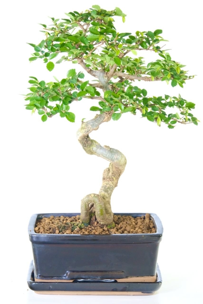 Exceptional Chinese Elm Beginners Bonsai with Unique Shaping