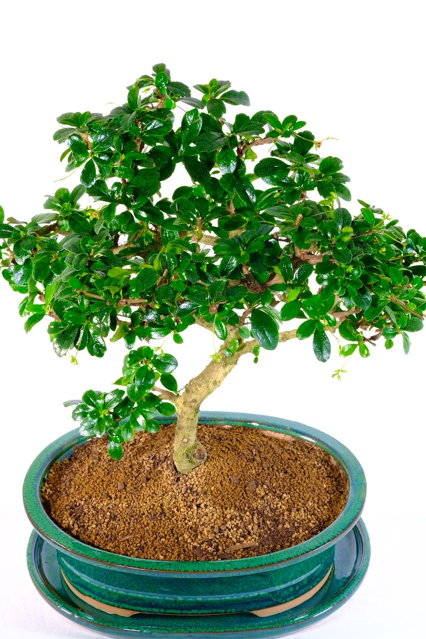 Large Indoor Tea Tree Bonsai with Green Glossy Foliage - Highly Artistic