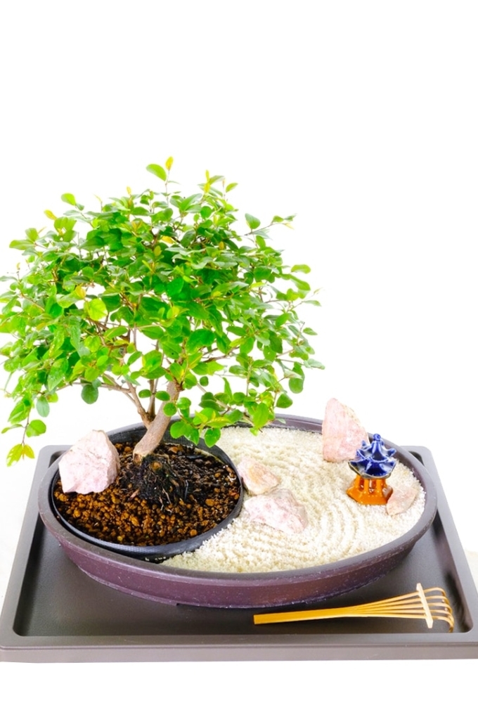 Mini Zen Garden | Bonsai Tree Zen Garden - Ideal for desk