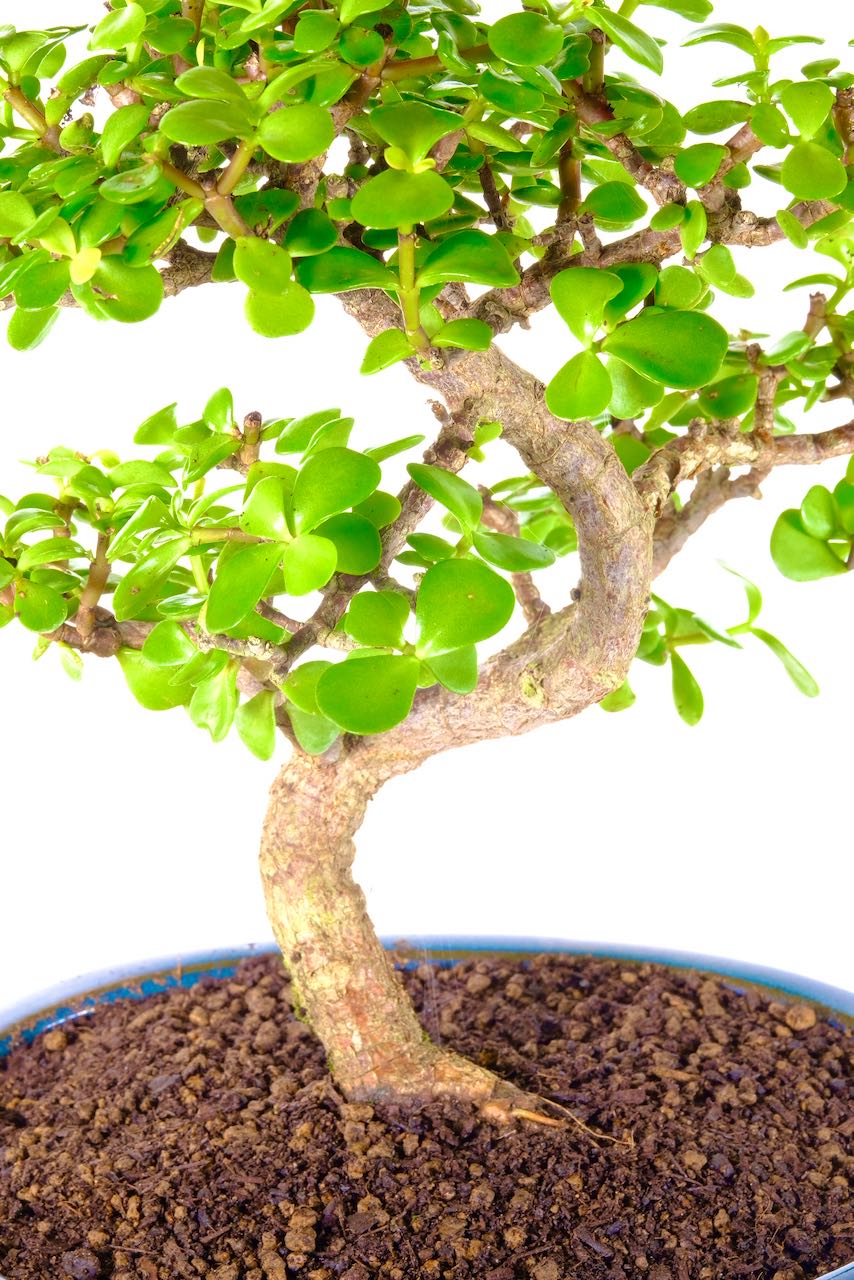 Twisty Artistic Jade Tree Bonsai - Money tree for Luck & Prosperity