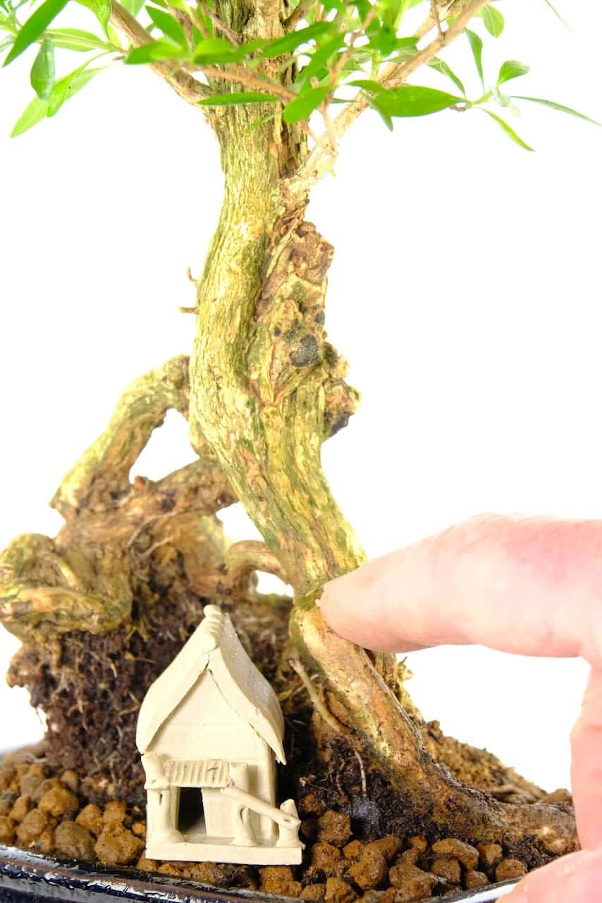 Tree of a Thousand Stars Flowering Bonsai : Extreme Roots UK