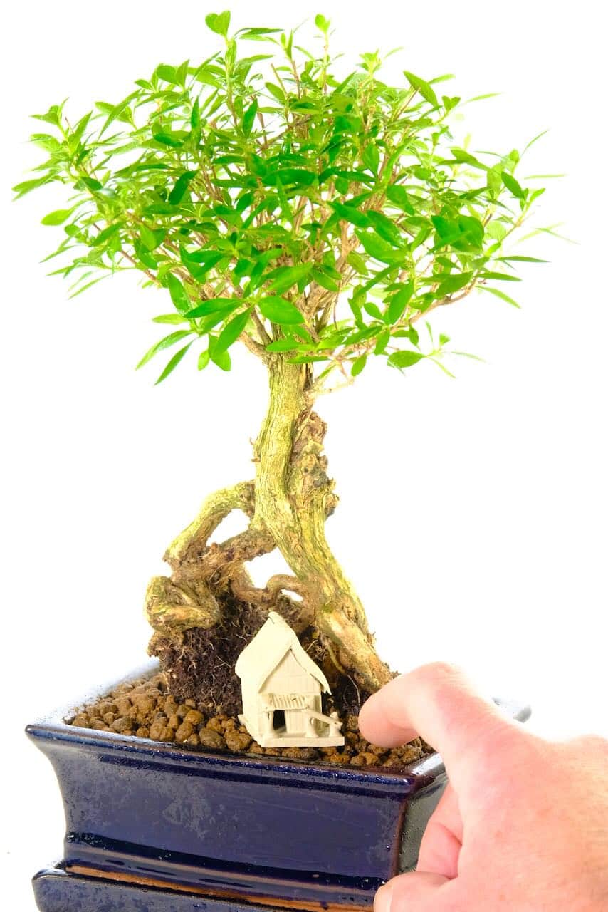 Tree of a Thousand Stars Flowering Bonsai : Extreme Roots UK