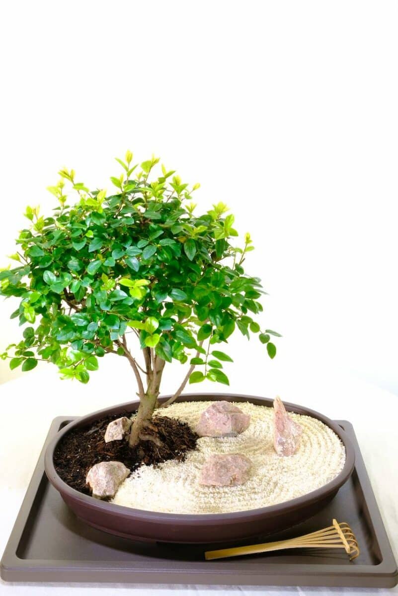 Mini Zen Garden | Bonsai Tree Zen Garden - Ideal for desk