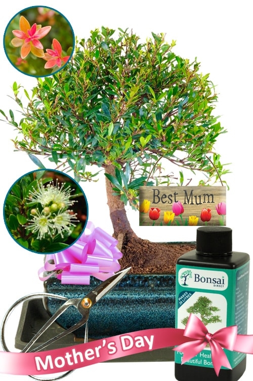 Mother's Day Tree | Myrtle/Roseapple Bonsai Kit (Fruits & Flowers)