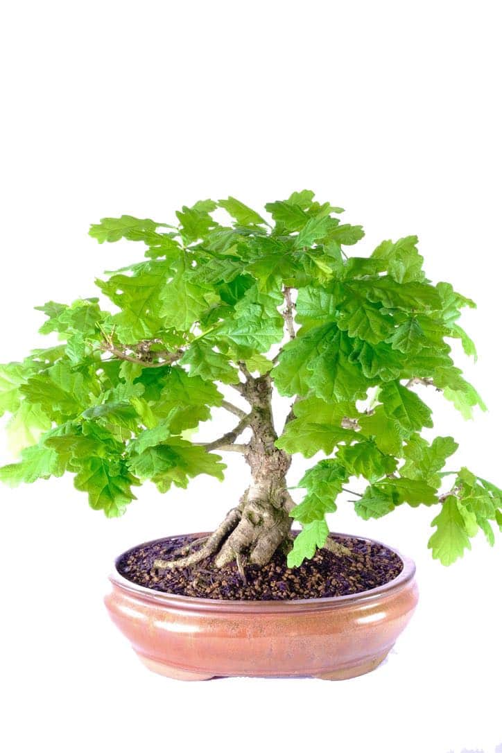 English Oak Bonsai: A Captivating Gift of Natural Beauty UK