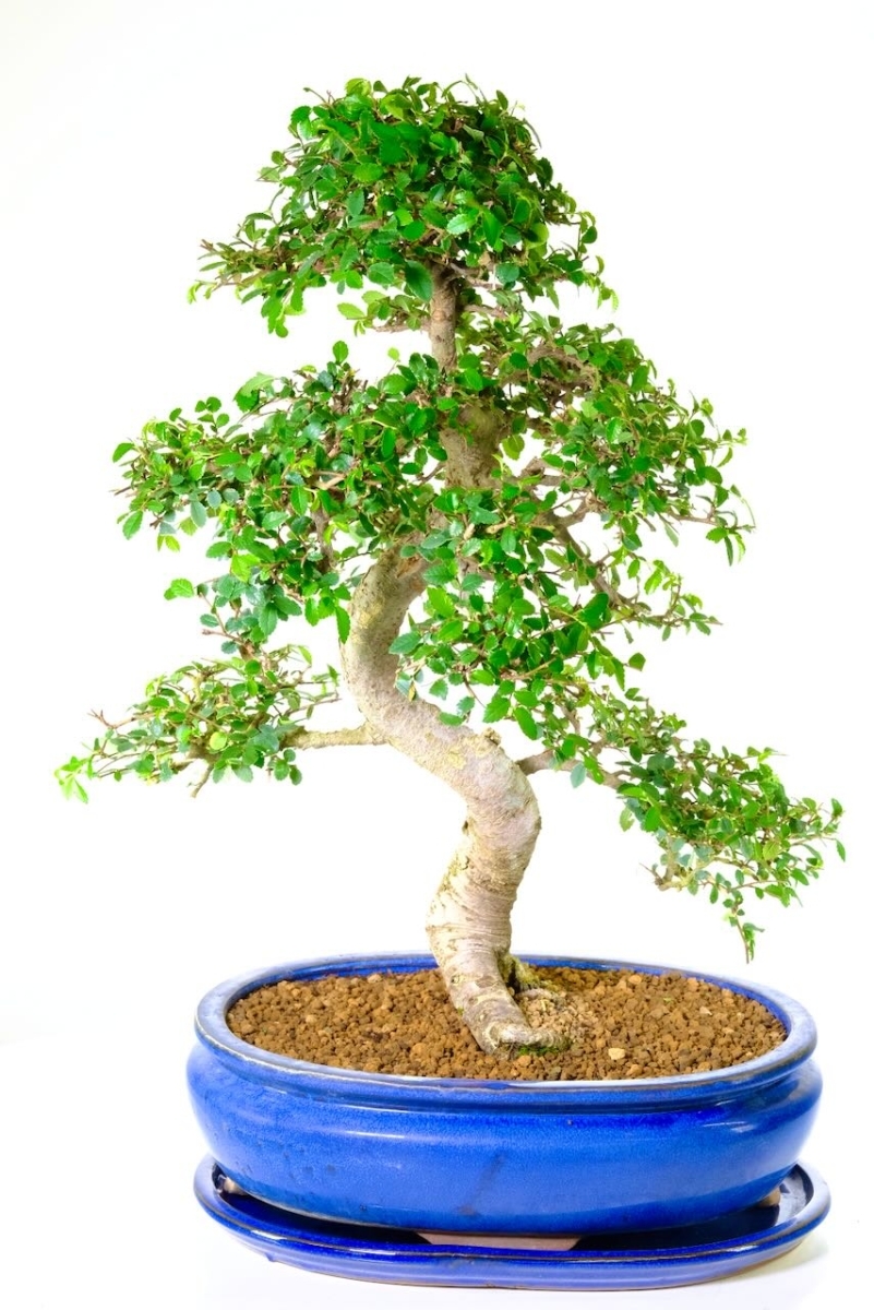 Extra Large Chinese Elm Bonsai for Sale | Sensational