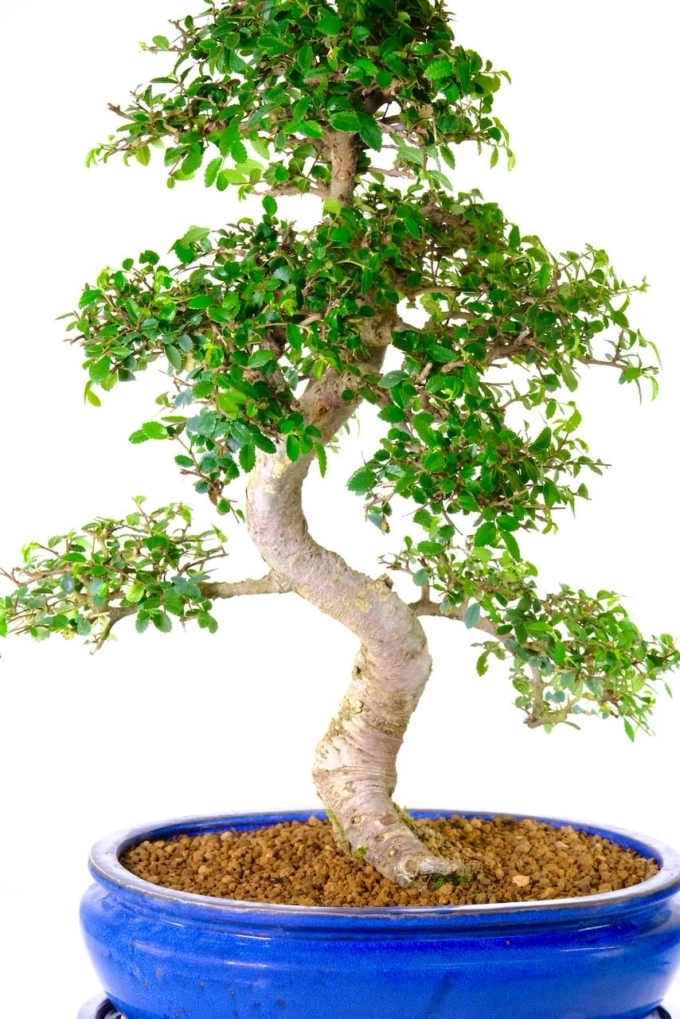 Extra Large Chinese Elm Bonsai for Sale | Sensational