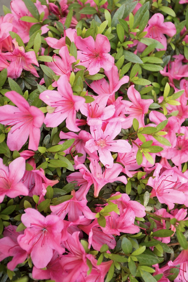 Japanese Azalea Evergreen Starter Bonsai - Pink Flowers UK