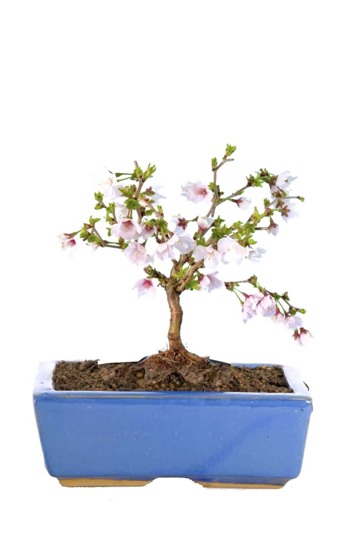 Flowering Cherry Blossom Bonsai - The Flight of the Butterfly Tree