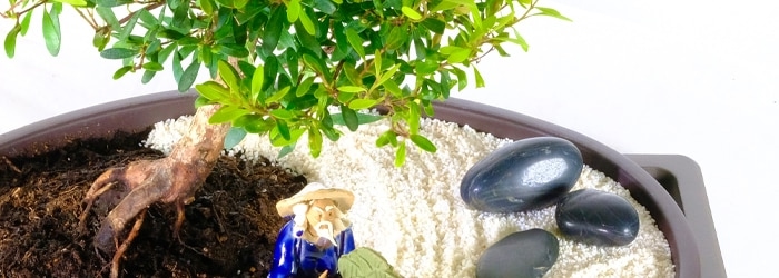 Zen Bonsai Garden Tutorials - Instructional videos