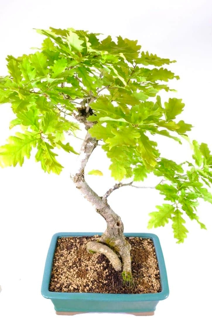 The Regal Splendor: 24-Year-Old English Oak in a Green Pot