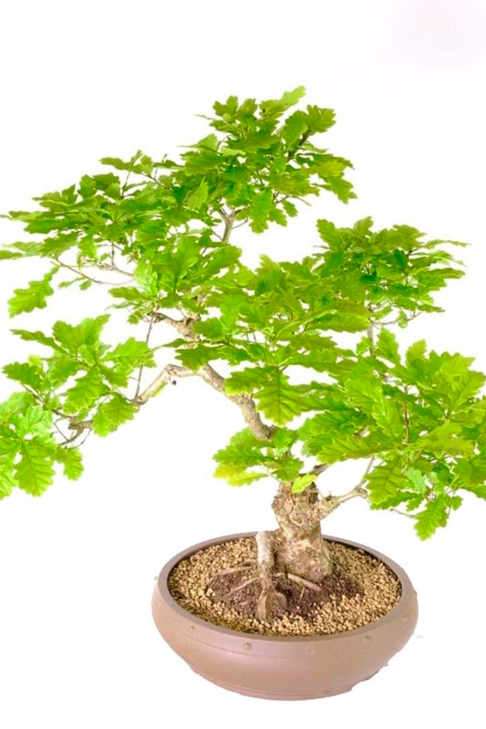 English Oak Bonsai - A Captivating Gift of Natural Beauty UK