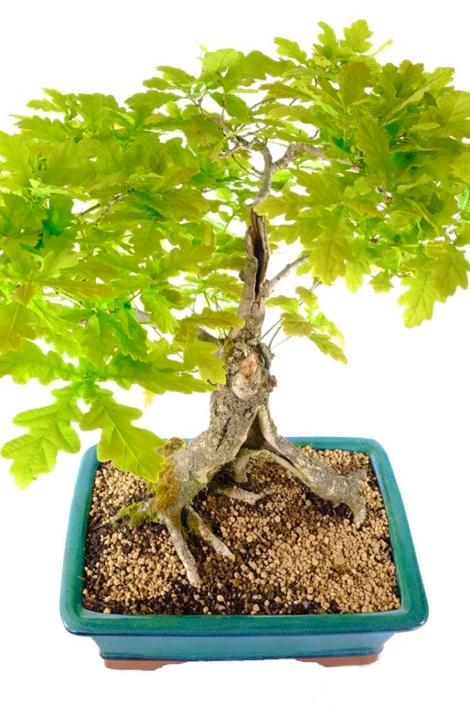 Quercus robur Bonsai - Symbolic Beauty in a Captivating Form UK