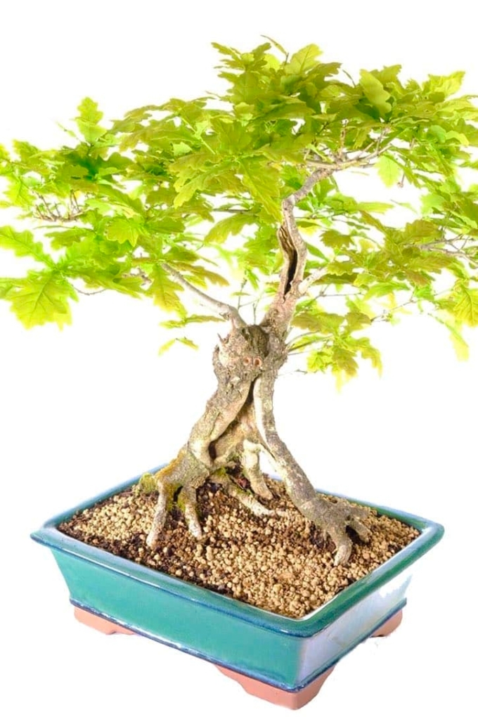 Quercus robur Bonsai - Symbolic Beauty in a Captivating Form UK