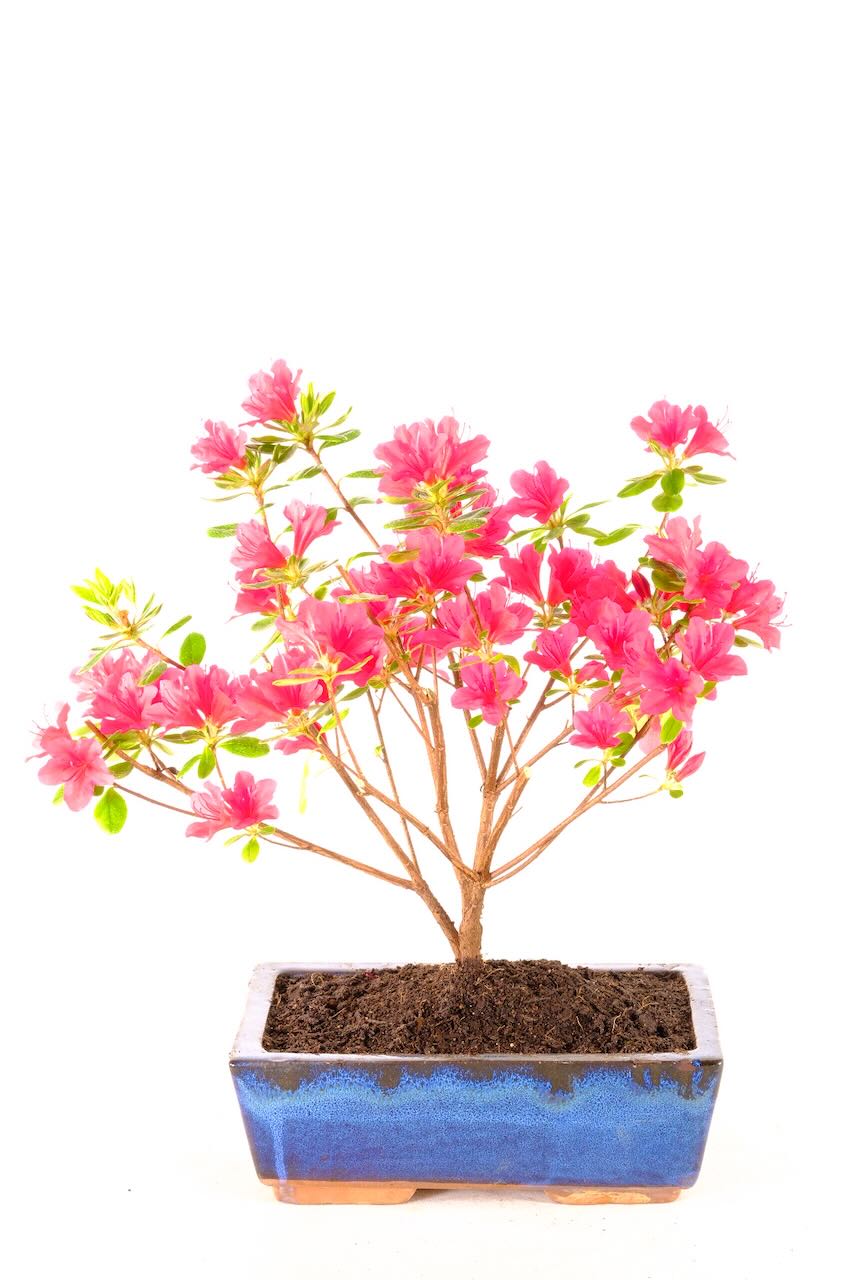 Japanese Azalea Evergreen Starter Bonsai - Crimson Pink Blooms