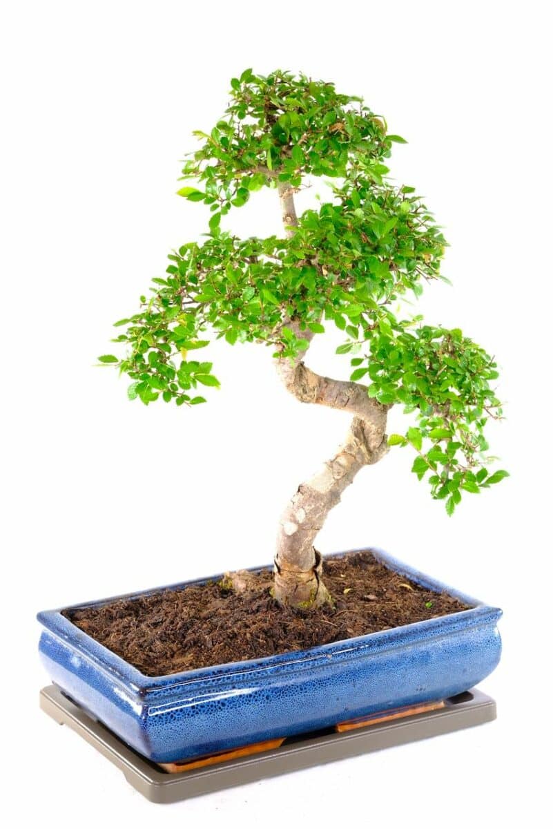 Big Bonsai Tree | Extra-Large Indoor Chinese Elm Bonsai Kit UK