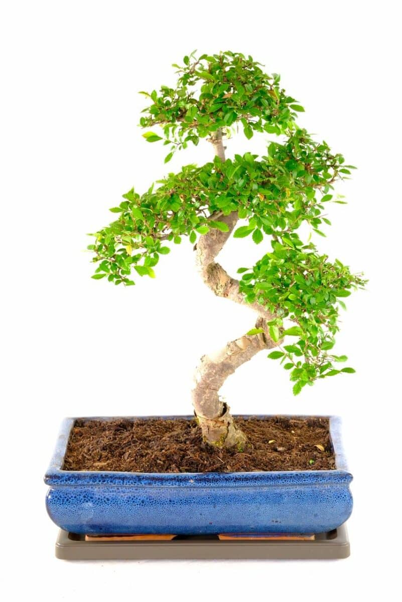 Big Bonsai Tree | Extra-Large Indoor Chinese Elm Bonsai Kit UK