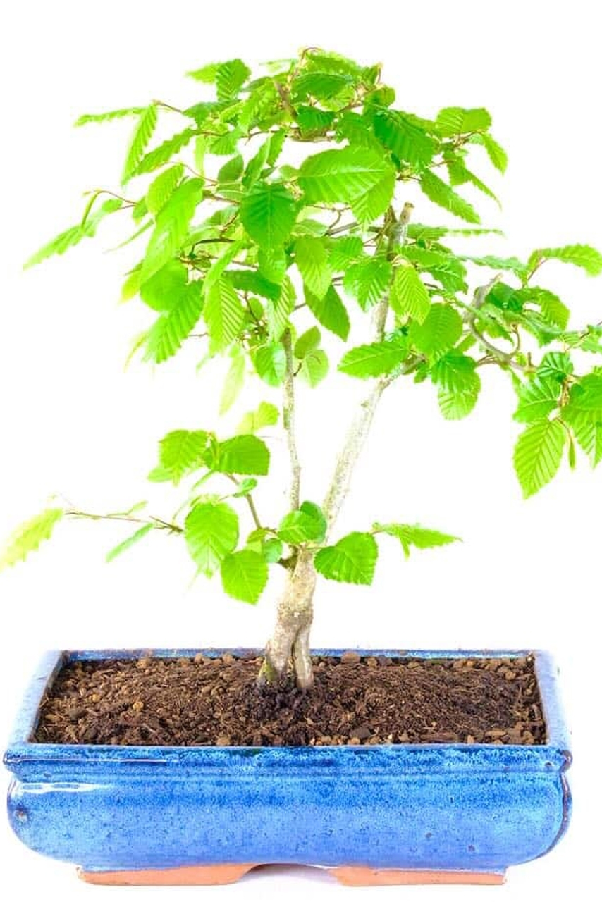 Our Range of Outdoor Bonsai Trees for Sale from Bonsai Direct