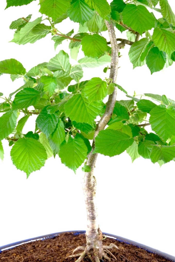 Hazel Outdoor Bonsai with Interesting Root Exposure UK