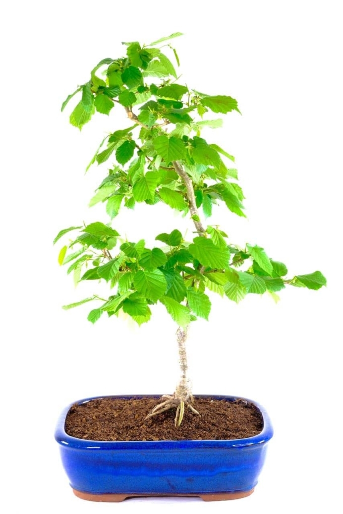 Hazel Outdoor Bonsai with Interesting Root Exposure UK
