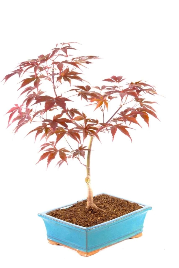 Japanese Maple (Acer palmatum 'Shojo - nomura') Bonsai UK
