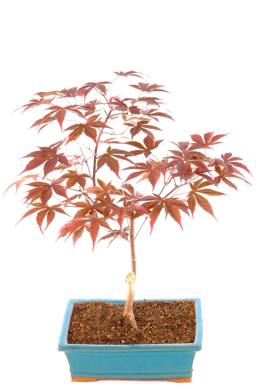 Acer palmatum 'Shojo - nomura' or Japanese Maple Bonsai UK