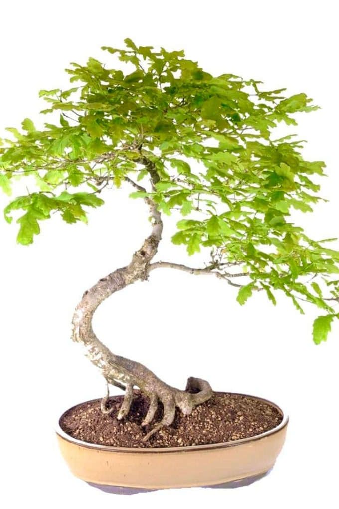 English Oak Bonsai - A Symbol of Strength and Beauty UK