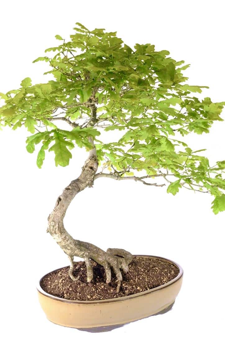 English Oak Bonsai - A Symbol of Strength and Beauty UK
