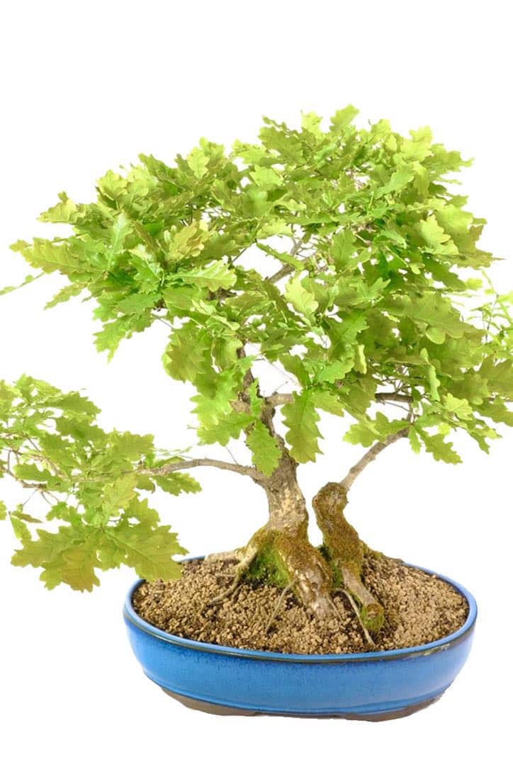 Twin English Oak Bonsai - A Display of Endurance and Beauty UK