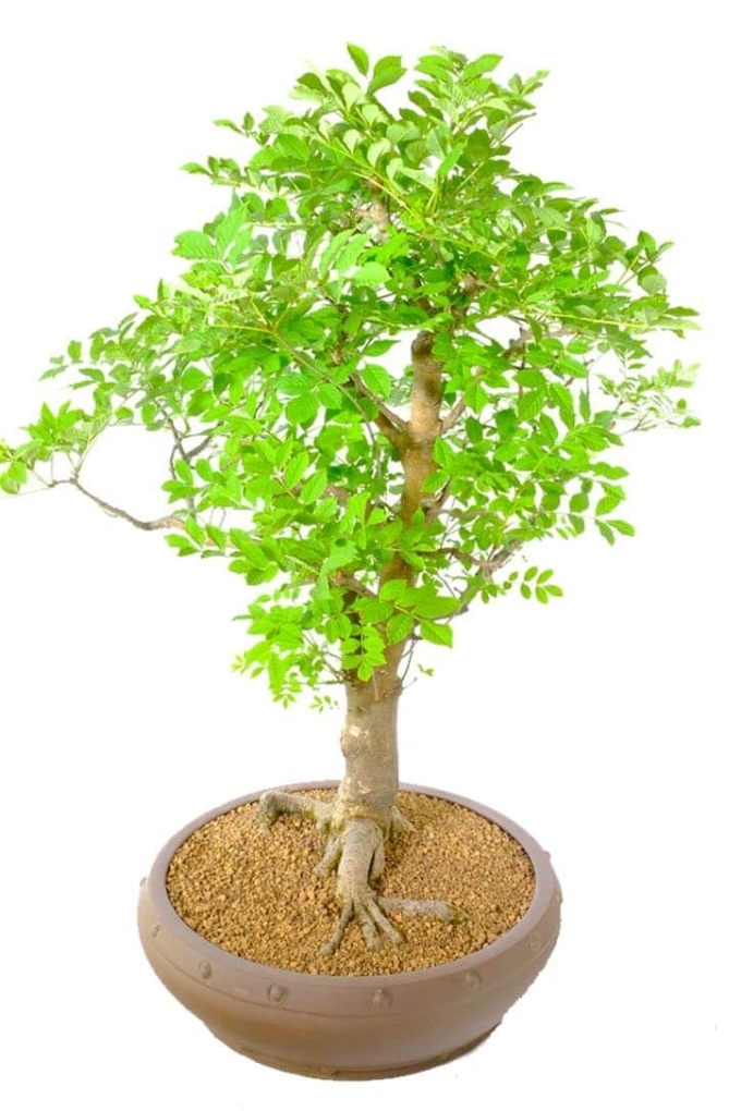 26-Year-Old Ash Bonsai - Symbol of Strength & Natural Beauty UK
