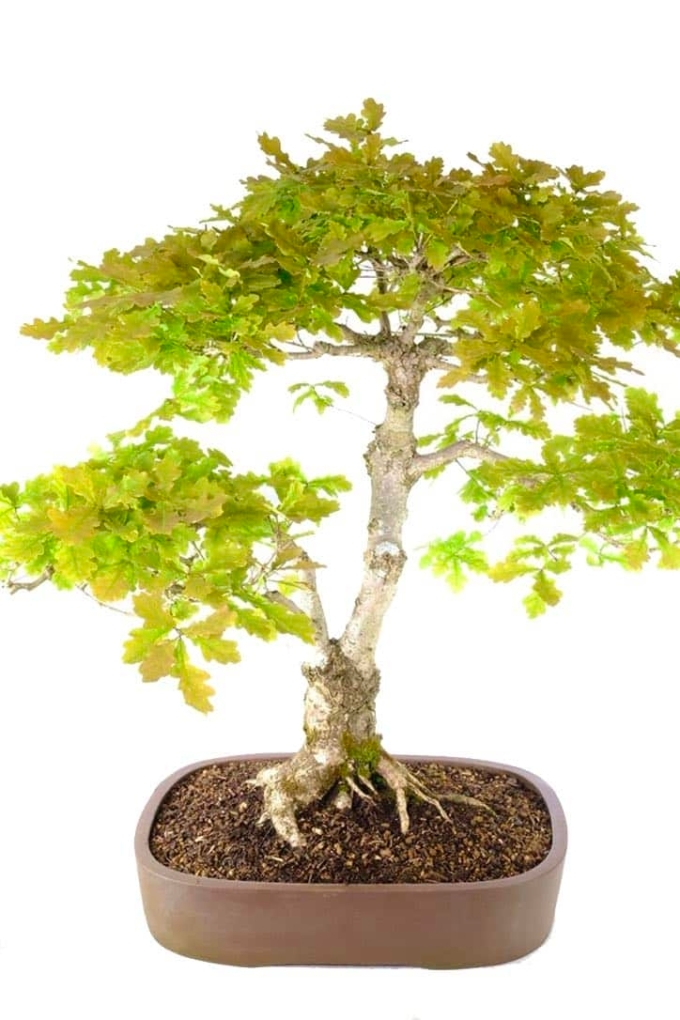 English Oak Bonsai-A Testament to Strength & Timeless Beauty UK