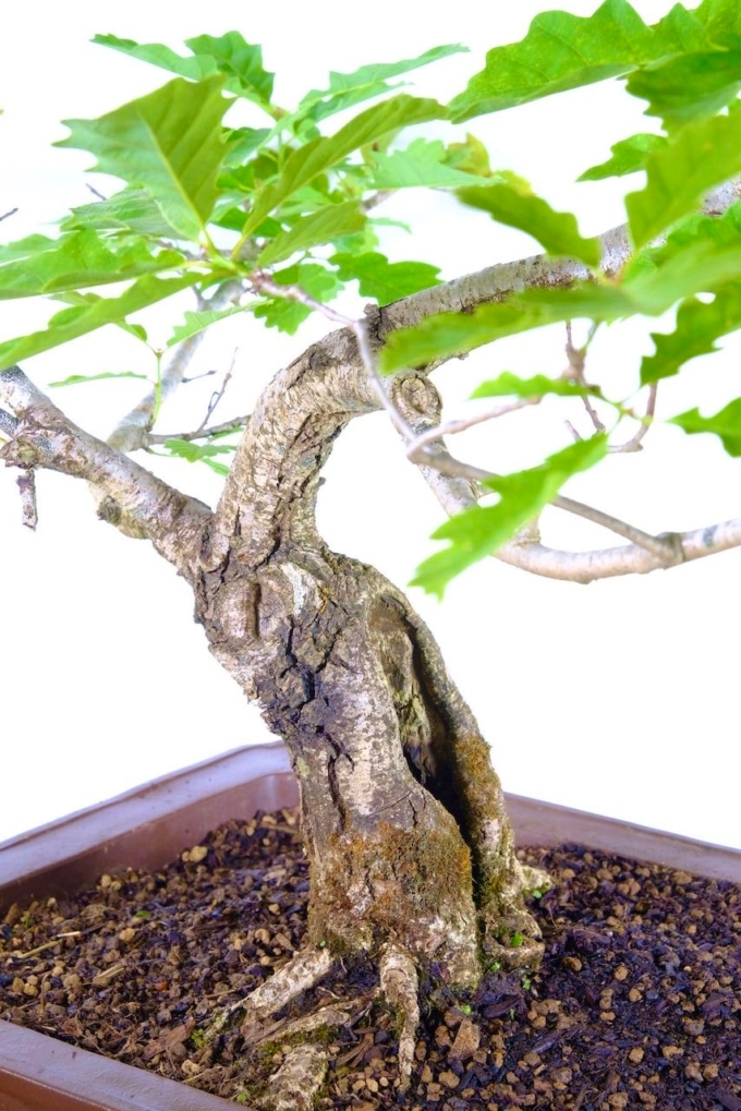 English Oak Bonsai - Timeless Expression of Natural Grandeur UK