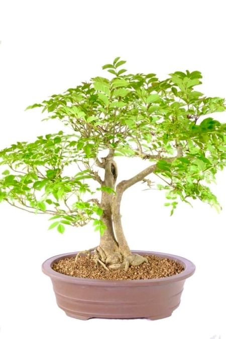Outdoor Bonsai Trees for Sale | Specimen Range | Free Delivery