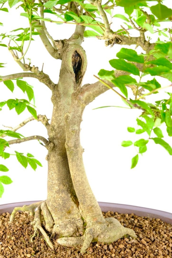 Twin Ash Bonsai - A Harmonious Display of Nature's Beauty UK