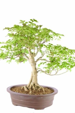 Twin Ash Bonsai - A Harmonious Display of Nature's Beauty UK