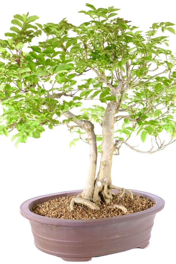 Twin Ash Bonsai - A Harmonious Display of Nature's Beauty UK