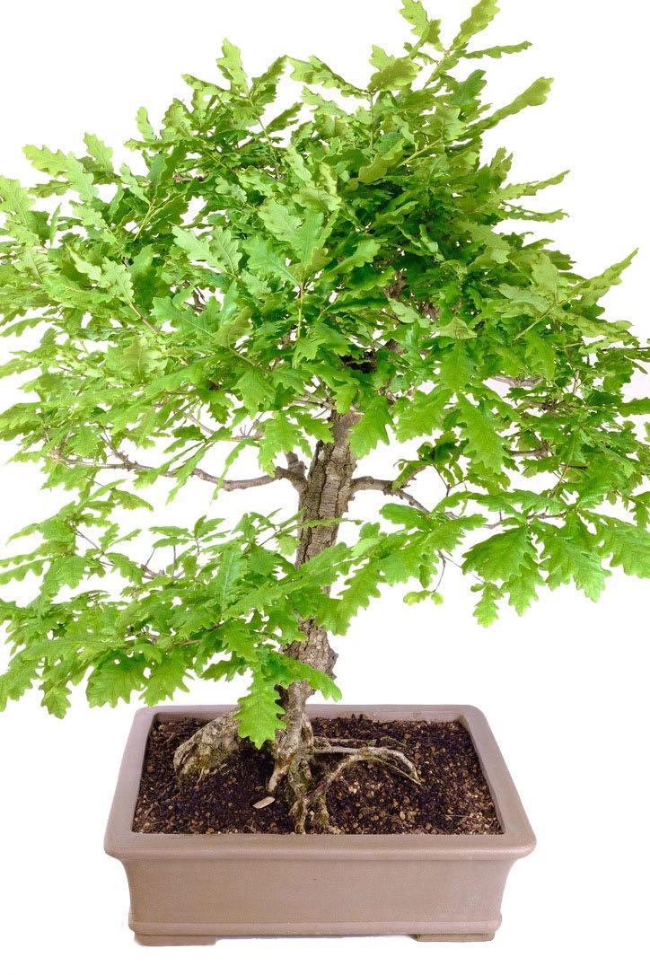 English Oak Outdoor Bonsai - A Tribute to Nature's Artistry UK