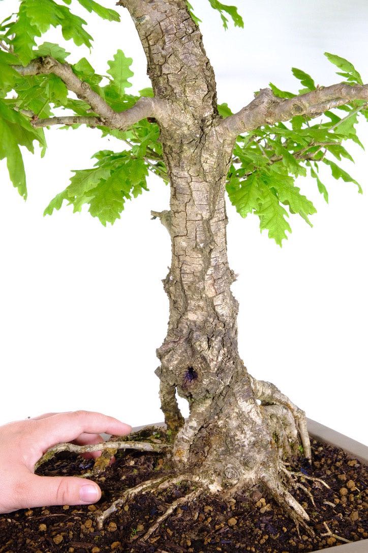 English Oak Outdoor Bonsai - A Tribute to Nature's Artistry UK