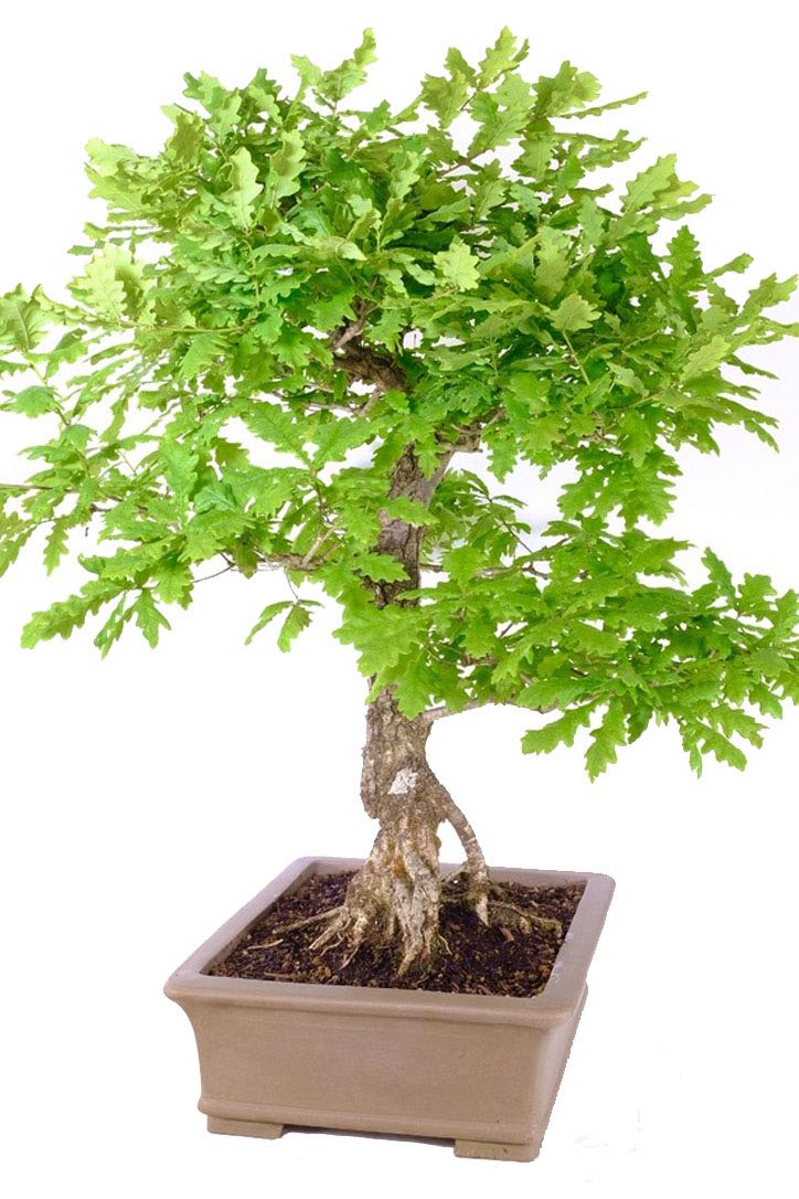 English Oak Outdoor Bonsai - A Tribute to Nature's Artistry UK