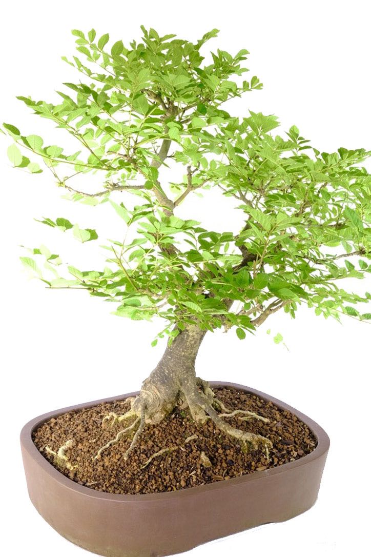 Exquisite Ash Outdoor Bonsai: A Timeless Arboreal Masterpiece UK