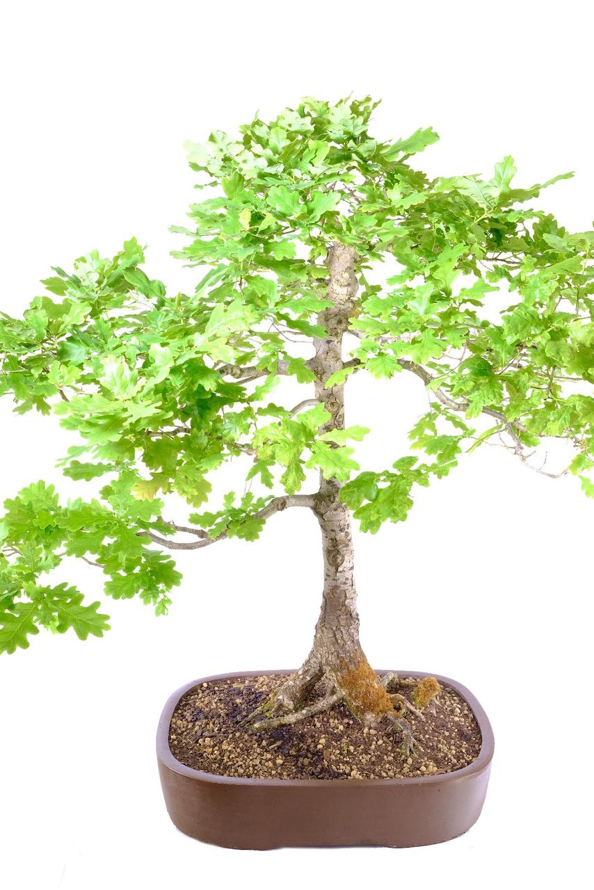 English Oak Outdoor Bonsai - A Woodland Masterpiece UK