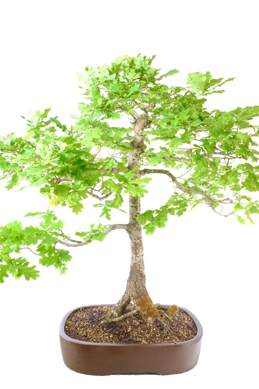 English Oak Outdoor Bonsai - A Woodland Masterpiece UK