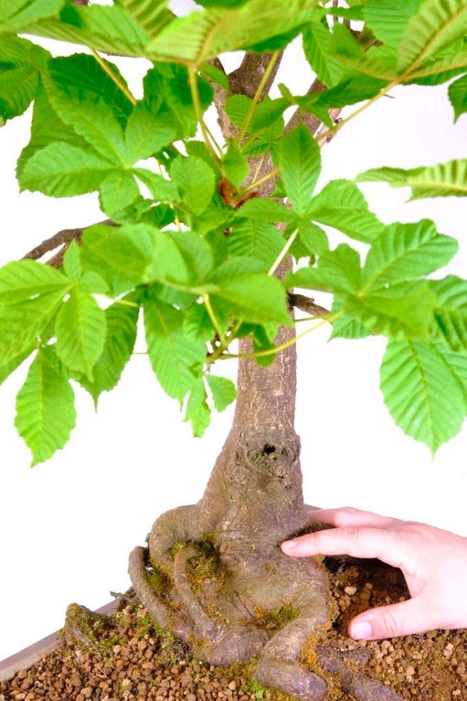 Sensational XL Horse Chestnut Bonsai Tree - Wow!
