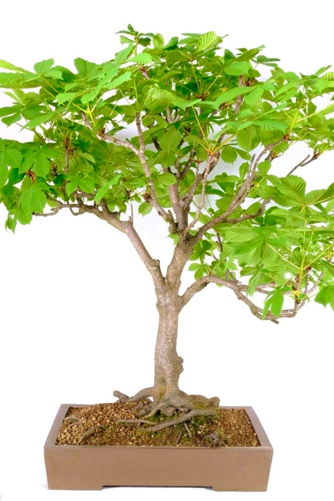 Sensational XL Horse Chestnut Bonsai Tree - Wow!